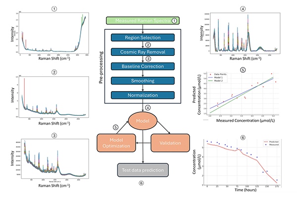 harnessing-raman-spectroscopy-for-cell-therapy-bioprocessing
