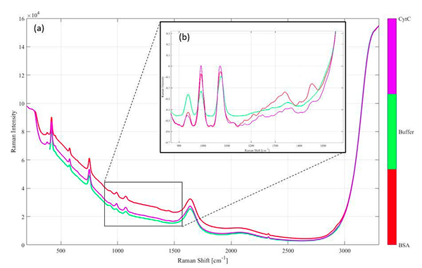 high-throughput-raman-process-monitoring-of-downstream-protein-purification