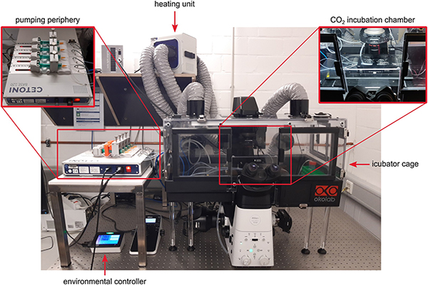 protocol-for-microfluidic-single-cell-cultivation-and-live-cell-imaging ...