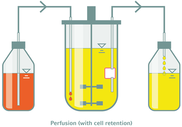 stem-cell-cultivation-in-bioreactors-increasing-hipsc-yield