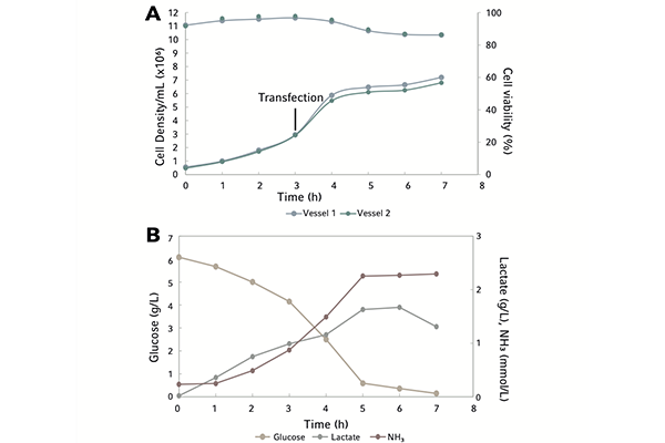 adeno-associated-virus-production-in-suspension-cell-culture-using-the ...