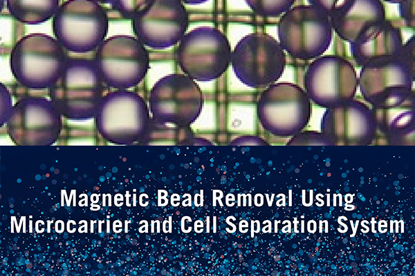 magnetic-bead-removal-using-microcarrier-and-cell-separation-system